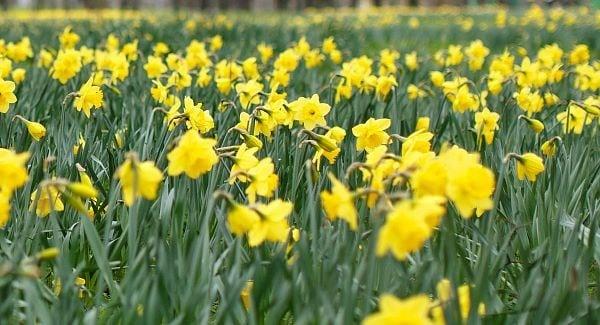 Bovinity - Dublin Town